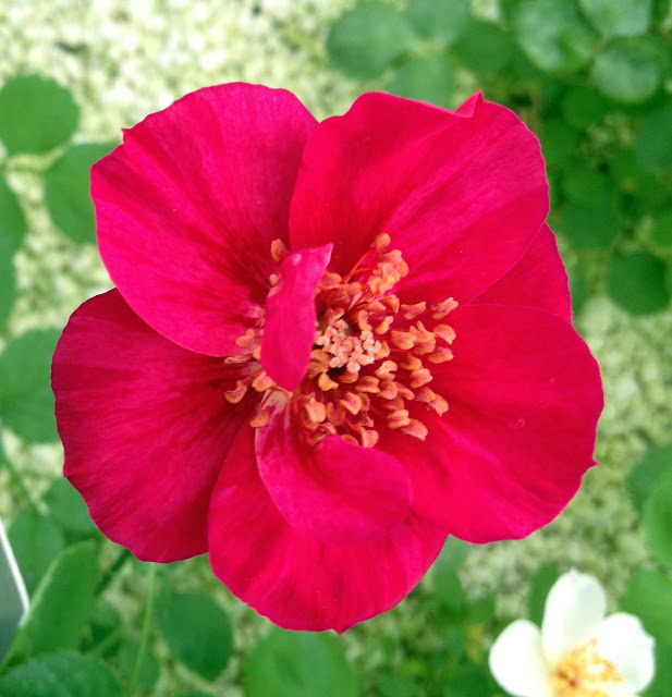 Rose Hybridizing: Hulthemia Extremes