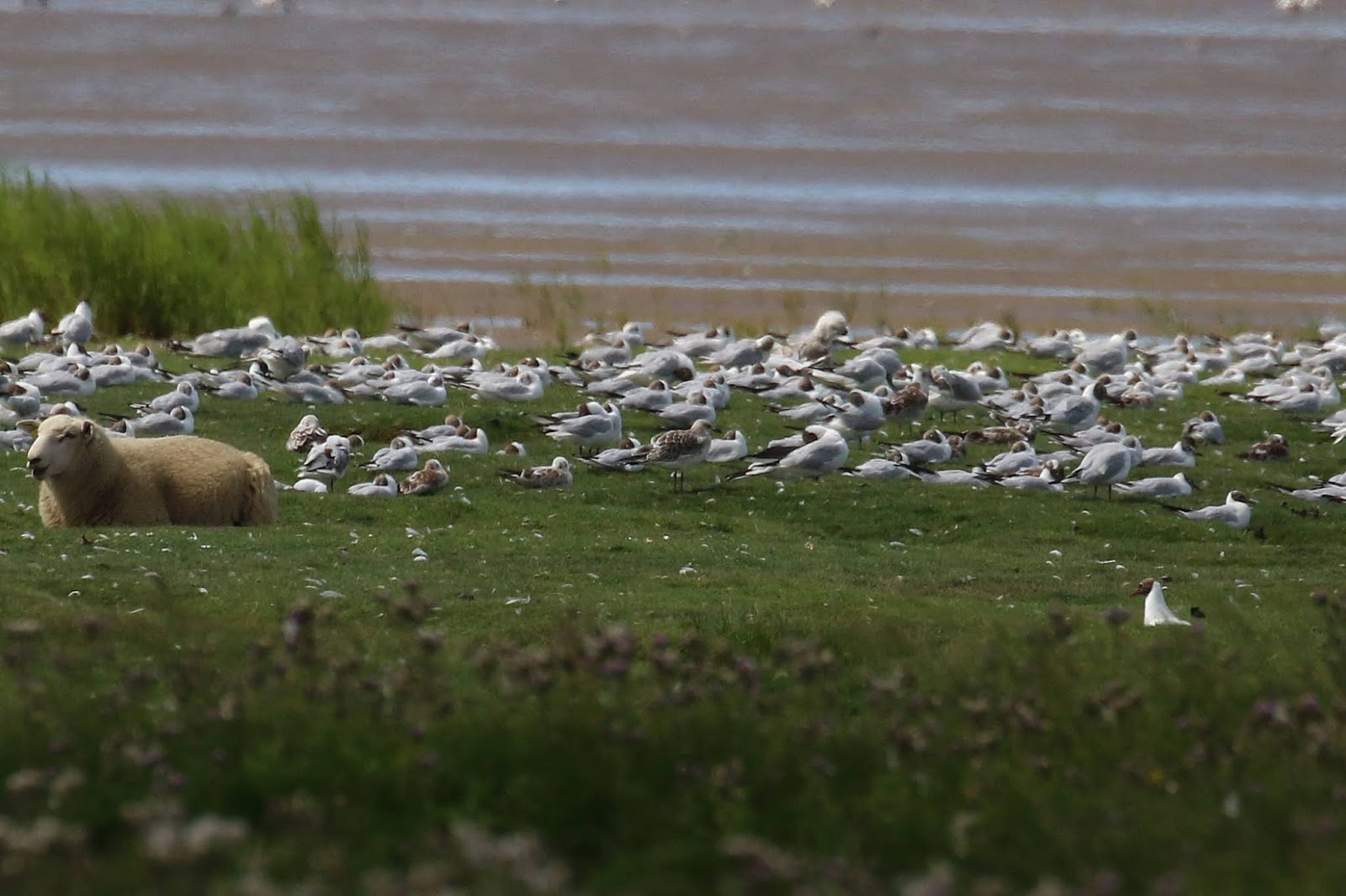 Friggens Blog: Danmark til Ejderen