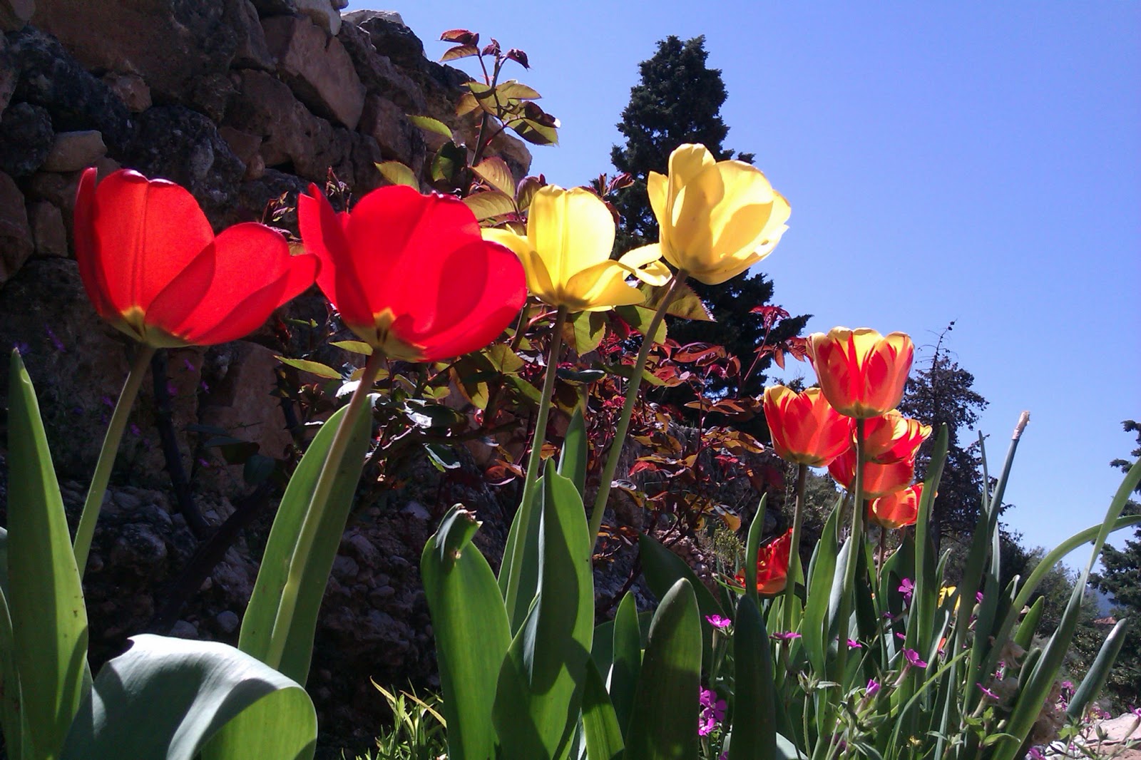 COLORES DE PRIMAVERA | CASA LOLA