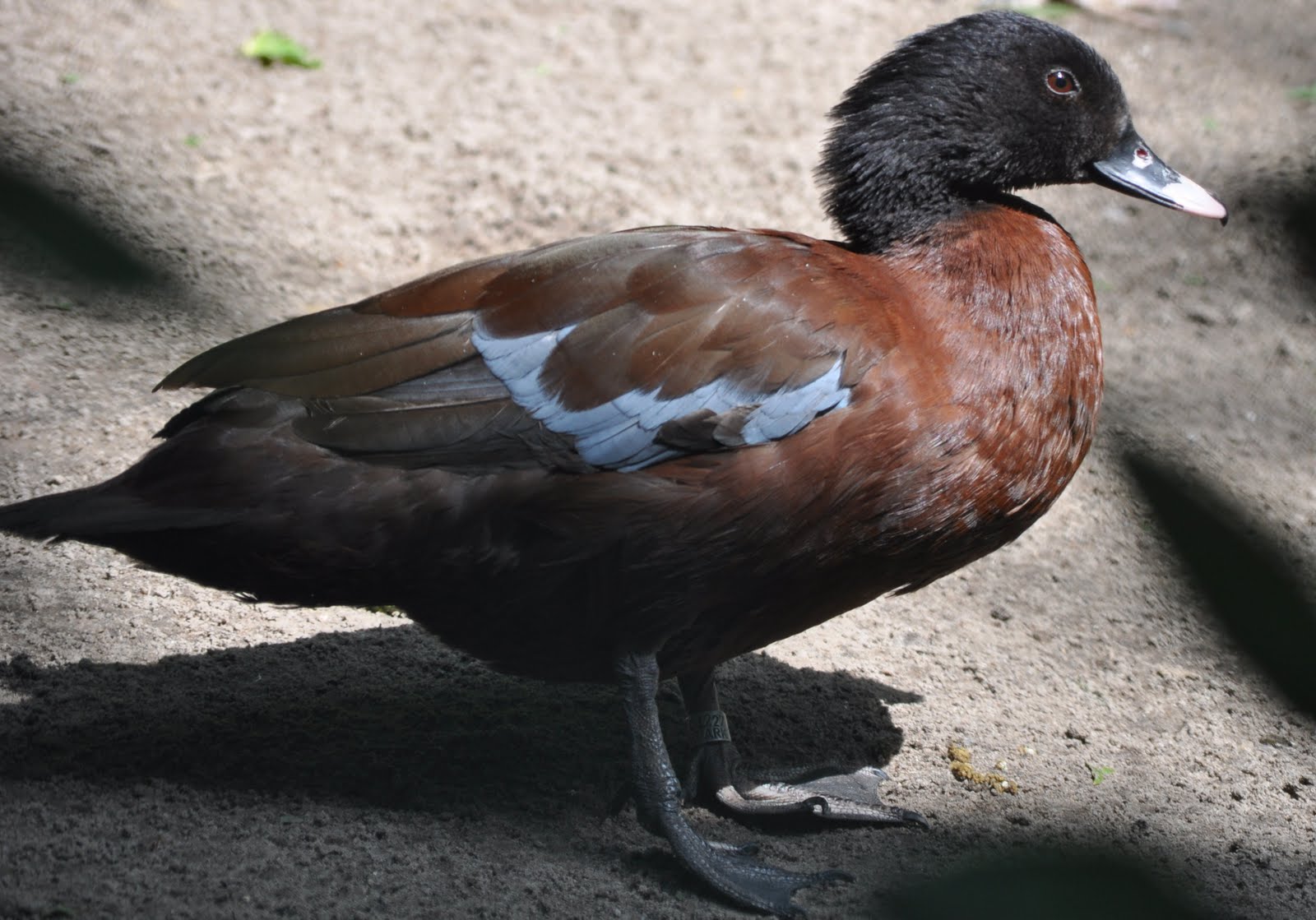 ZOOTOGRAFIANDO (6.096 ANIMALS): PATO DE HARTLAUB / HARTLAUB´S DUCK ...