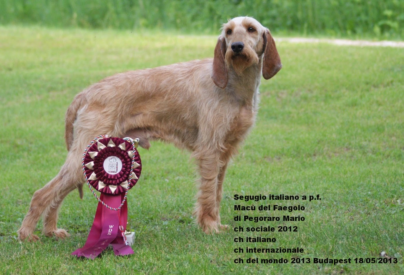 Segugio Italiano Pelo Forte Fulvo " Del Faegolo ": Segugio Italiano ...