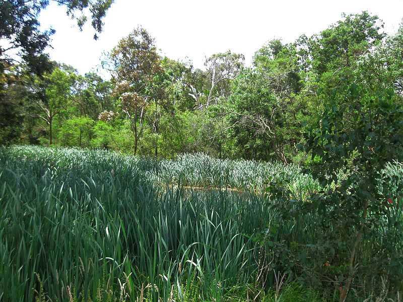TRACKS, TRAILS AND COASTS NEAR MELBOURNE : Wattle Park in late Spring