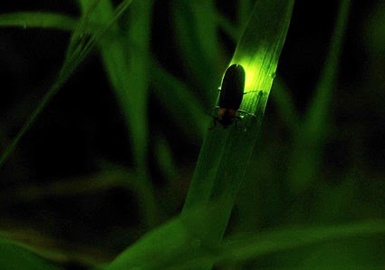 Tempting East: 8 TOP SPOTS TO SEE FIREFLIES IN MALAYSIA