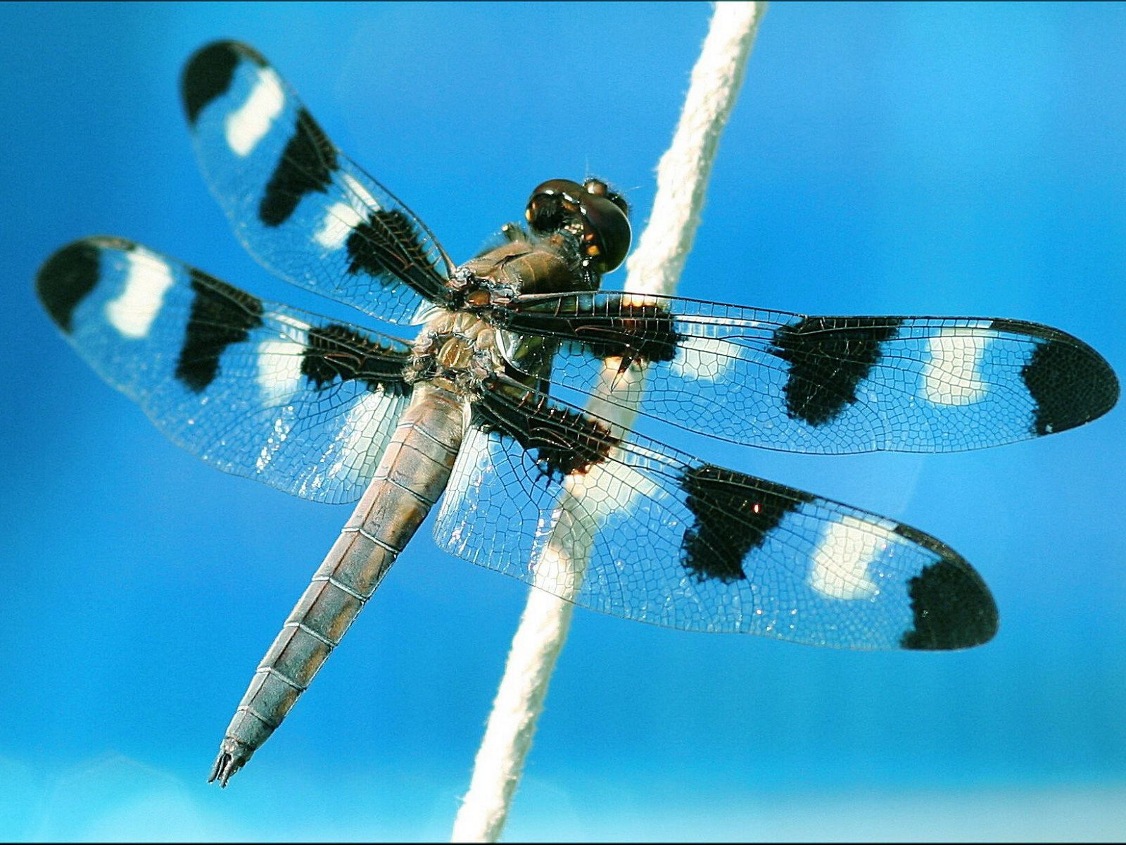 This Simple Place Of Serenity: The Dragonfly: Hello Old Gossamer Wing!