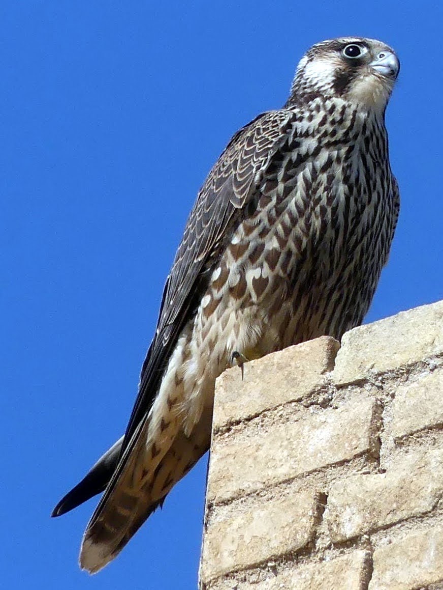 Taxonomía Chordata: Aves (de Falco biarmicus a Ixobrychus minutus)
