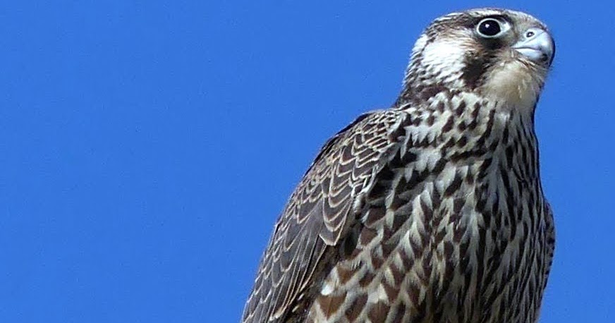 Taxonomía Chordata: Aves (de Falco biarmicus a Ixobrychus minutus)