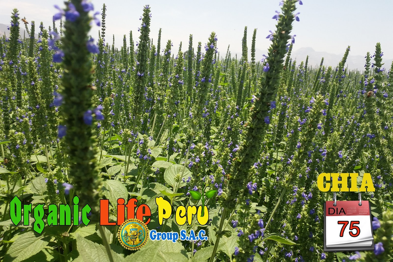Organic Life Perú: Fases Fenológicas de la Chia - ORGANIC LP