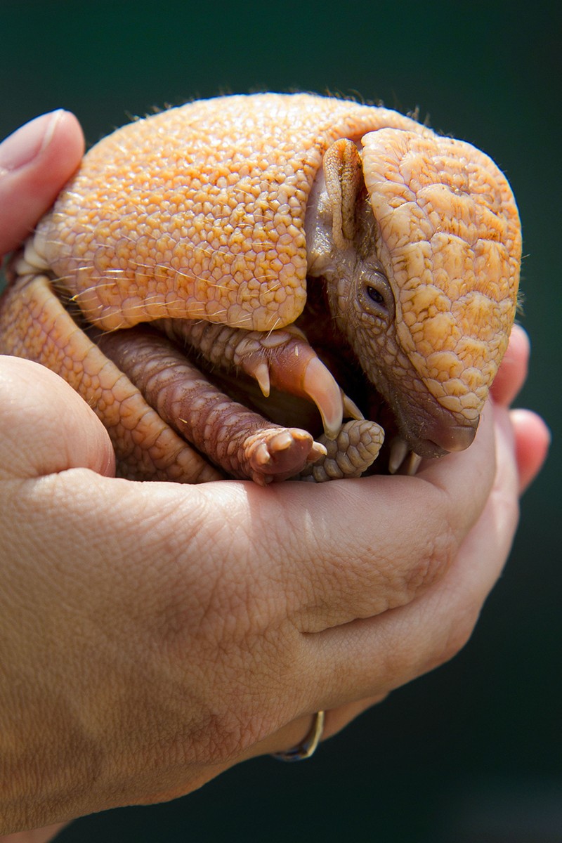 Cute baby armadillo (4 pics) | Amazing Creatures