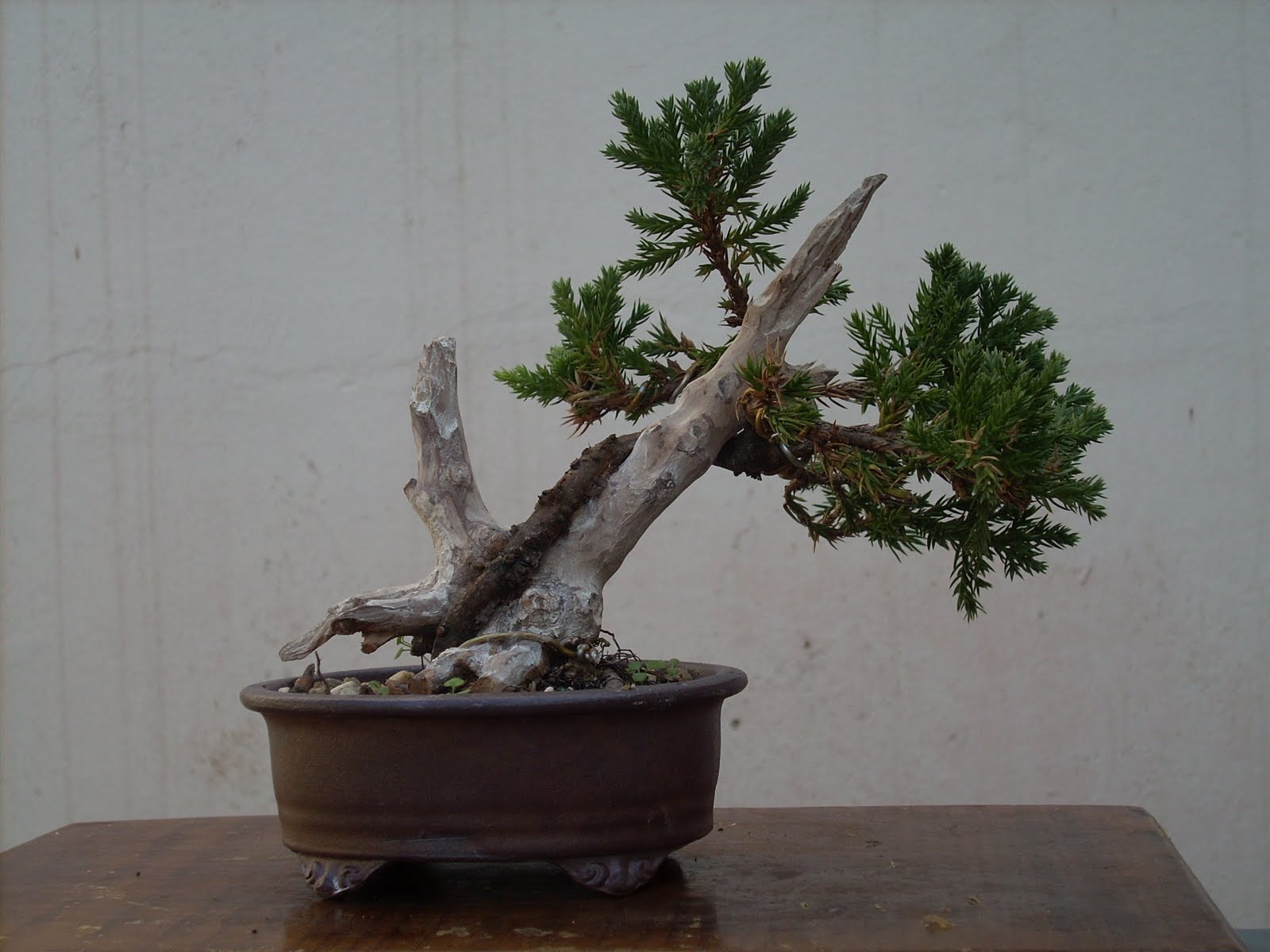 Bonsai em Peruíbe: Tanuki Bonsai