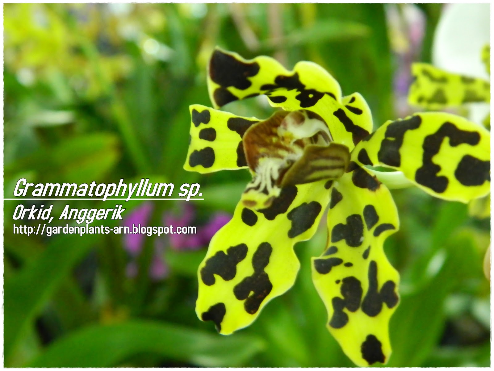 Garden Plants Cik Arn: Grammatophyllum sp.