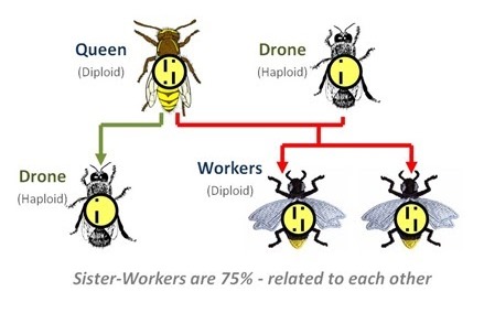 LET'S LEARN PLANTS: Chromosomal Aberration (Part III)