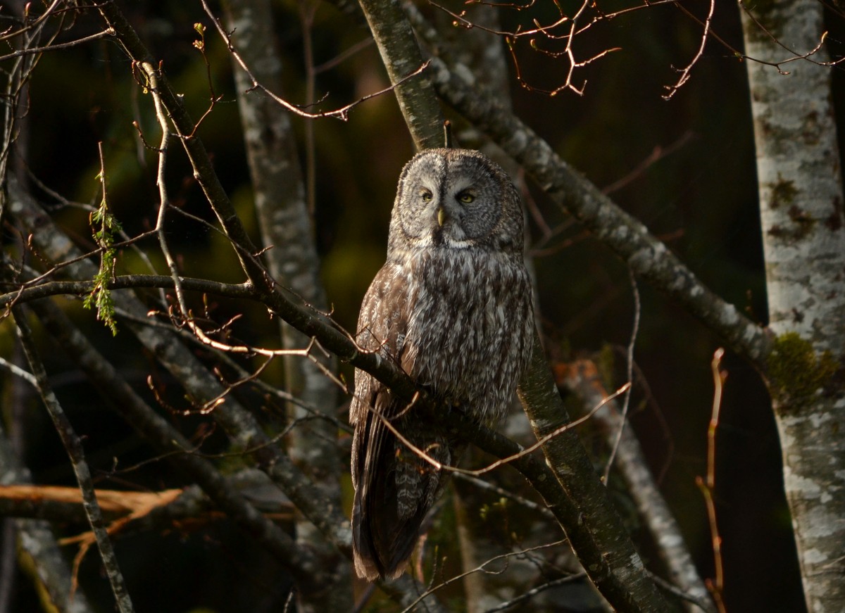 Woods Walks and Wildlife: Another Owl?! Great Gray in Prairie Creek