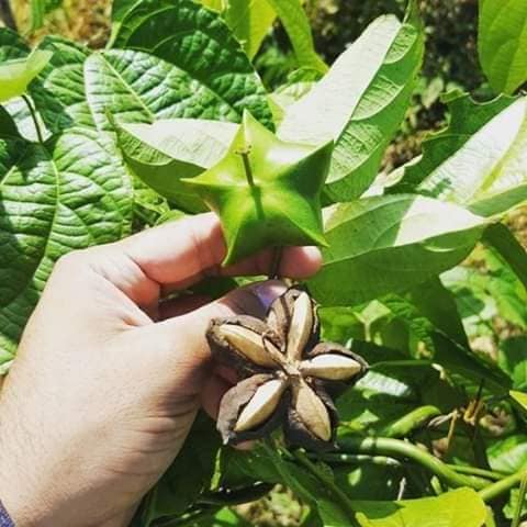 Berita TV Malaysia: POKOK SACHA INCHI DARI AKAR HINGGA PUCUK BANYAK ...