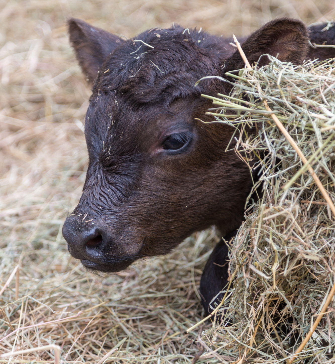 De Rossi, el ternero Angus que nació en la Expo Rural 2019