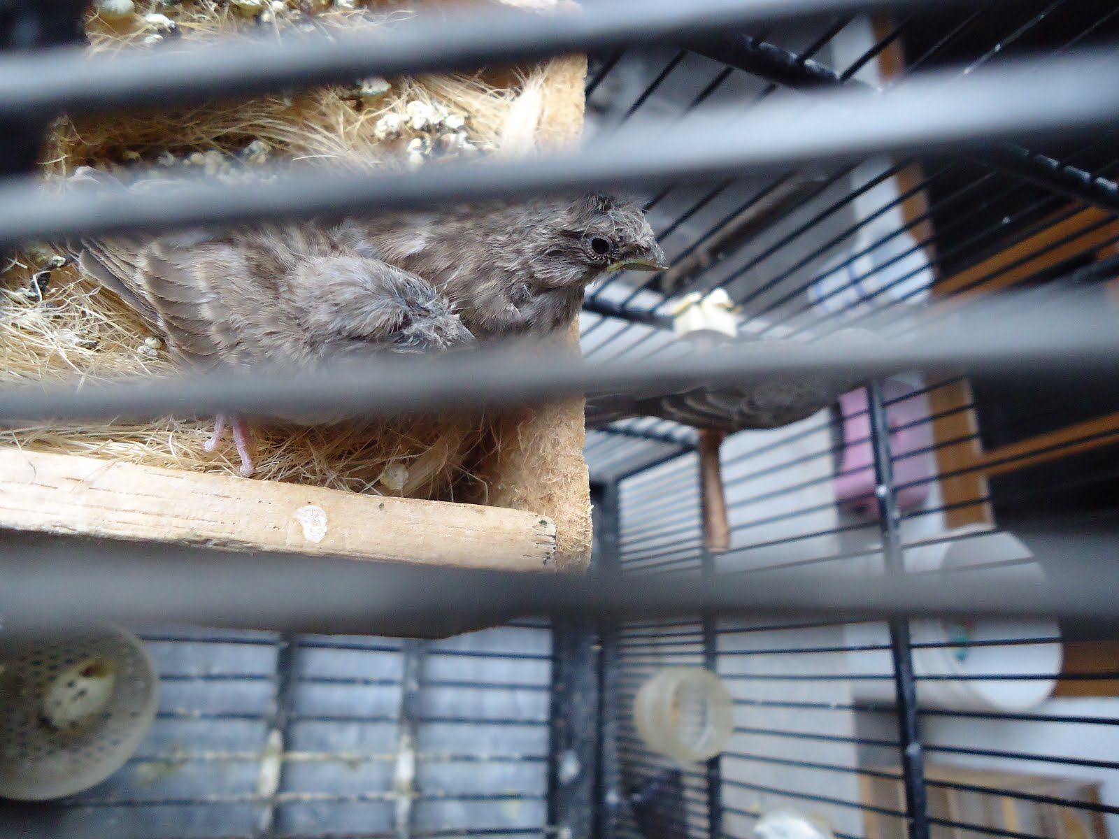 Finchpolis: the Serins Breeding: Black Throated X Gray Singing Finch ...