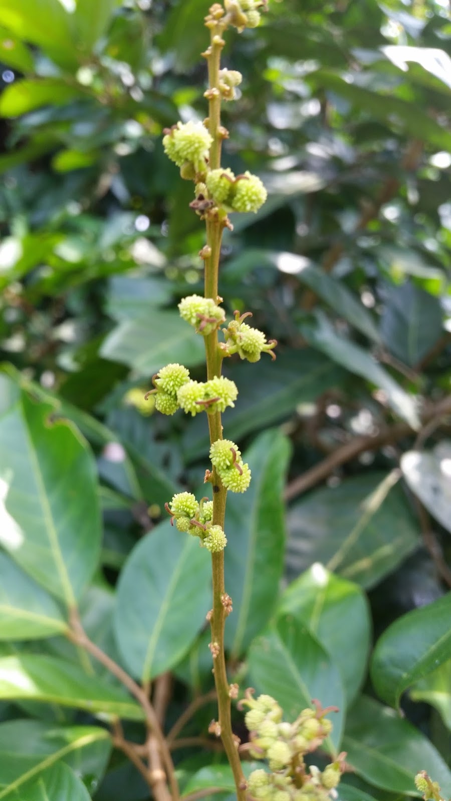 Warisan Petani: Rambutan Jarum Emas.