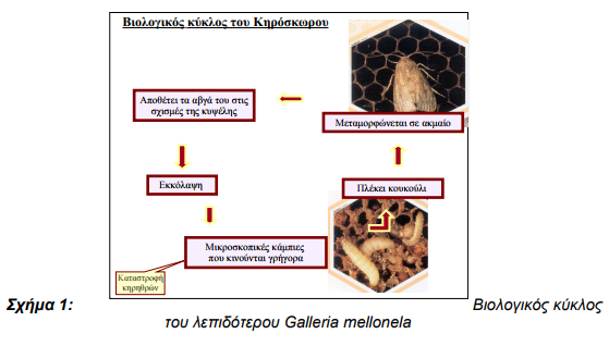 Xmbeekeeping: Υπολείμματα στο μέλι και σε άλλα προϊόντα κυψέλης.