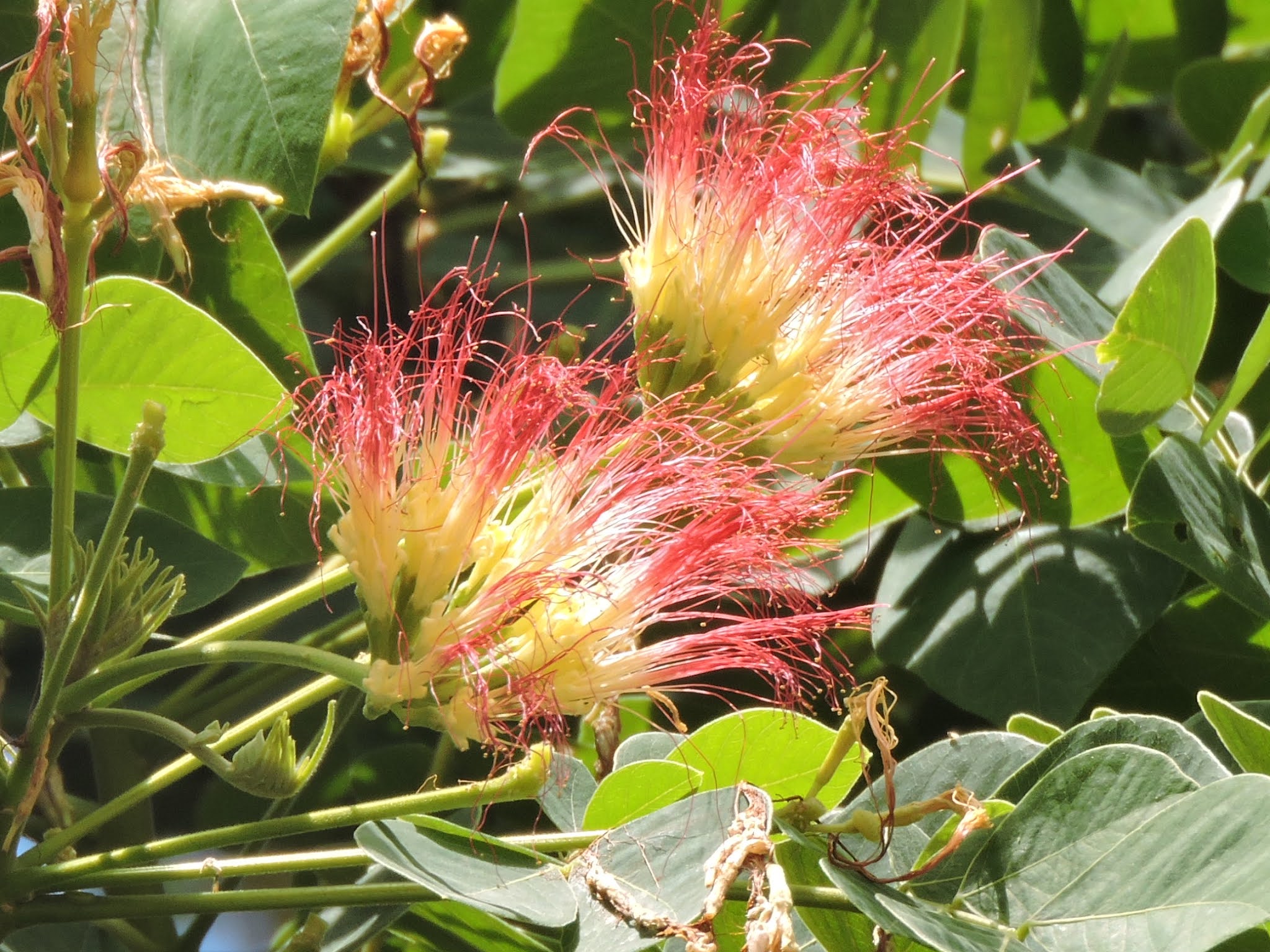 Fabaceae - Leguminosae no Brasil: Mimosoideae