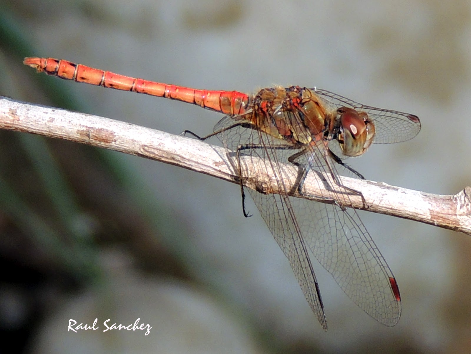 Naturaleza Viva : Libélula roja (Sympetrum striolatum)