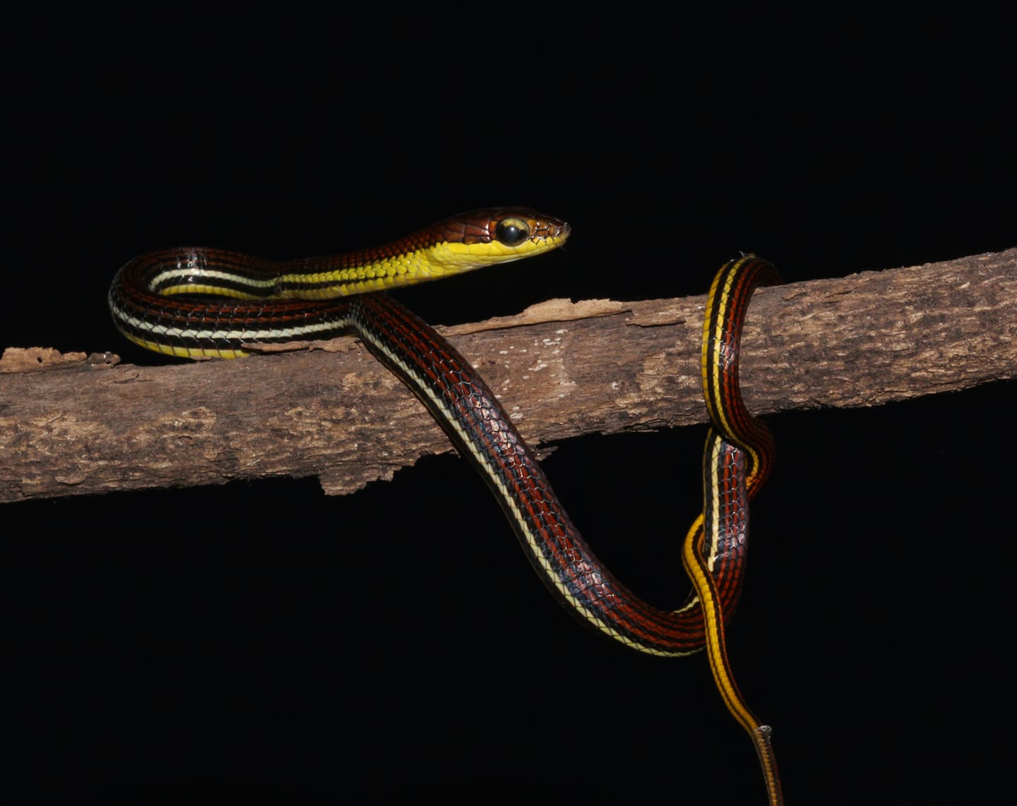 Species New to Science: [Herpetology • 2019] Might Dendrelaphis ...