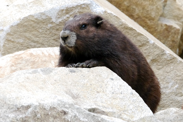 The Adventures of Kathryn & George: Vancouver Island Marmots