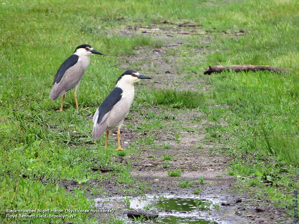 The City Birder: June Birds