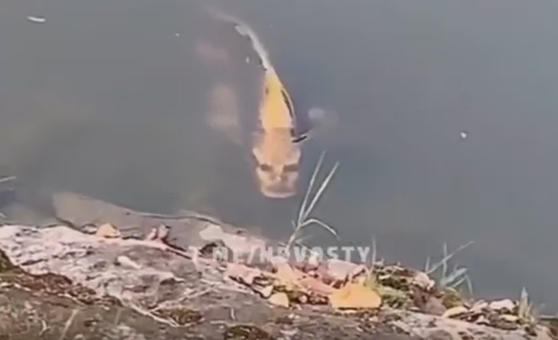 Chinese Tourist Spots Fish With ‘Human Face’ In Lake