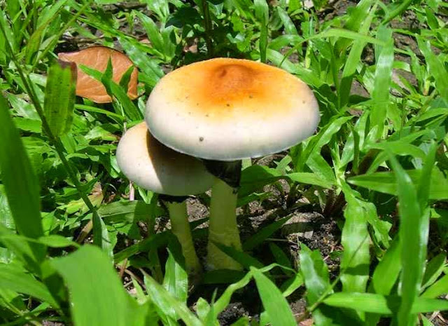 Psilocybe Cubensis