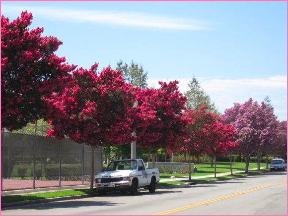 ROMANCE-OF-ROSES: Crepe Myrtle Trees