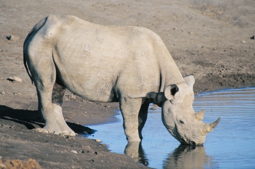 Namibia Reservations: Wildlife in Namibia