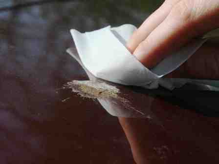 Practical Gardening: Damage Caused by Sparrows