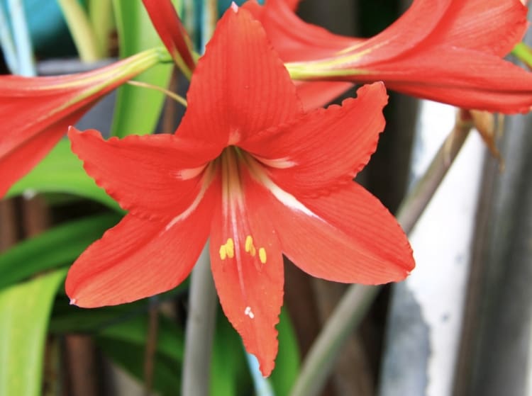 ¿Qué tipos de flores rojas existen? ~ DUPALU NEWS