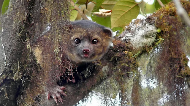 Los animales y su entorno: EL OLINGUITO