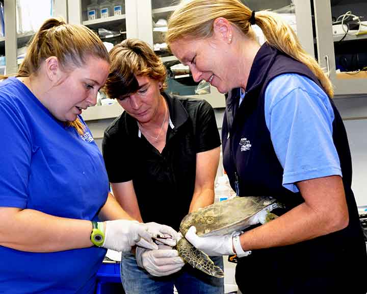 Sea Turtle Hospital: Third Sea Turtle Admitted To Sea Turtle Rescue ...