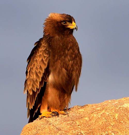 Booted eagle | Birds of India | Bird World