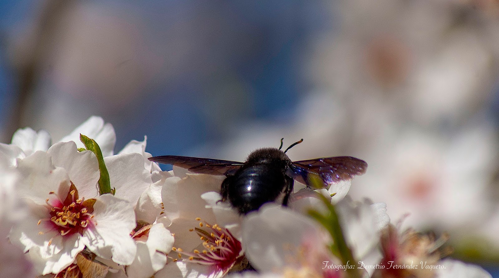 Abeja carpintera o abejorro de la madera en almendro en flor - 2 ...