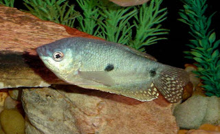 Aquarismo, uma terapia: "Tricogáster Azul"