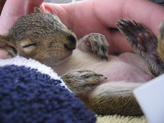 The News For Squirrels: Cute Baby Squirrel