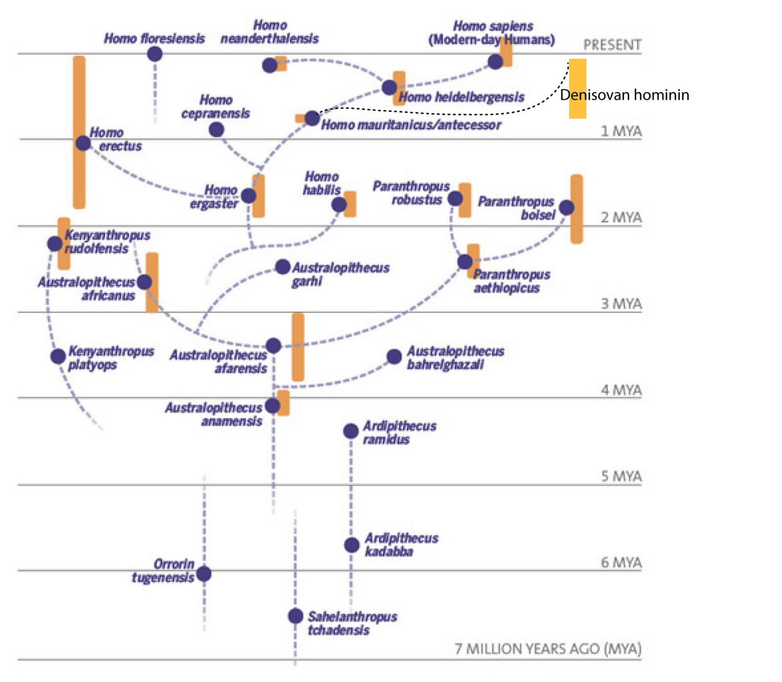 Hominini - Alchetron, The Free Social Encyclopedia