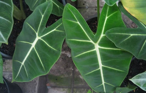 11 Tanaman Pembawa Hoki yang Sebaiknya Menghiasi Taman Anda | Gambar Bunga