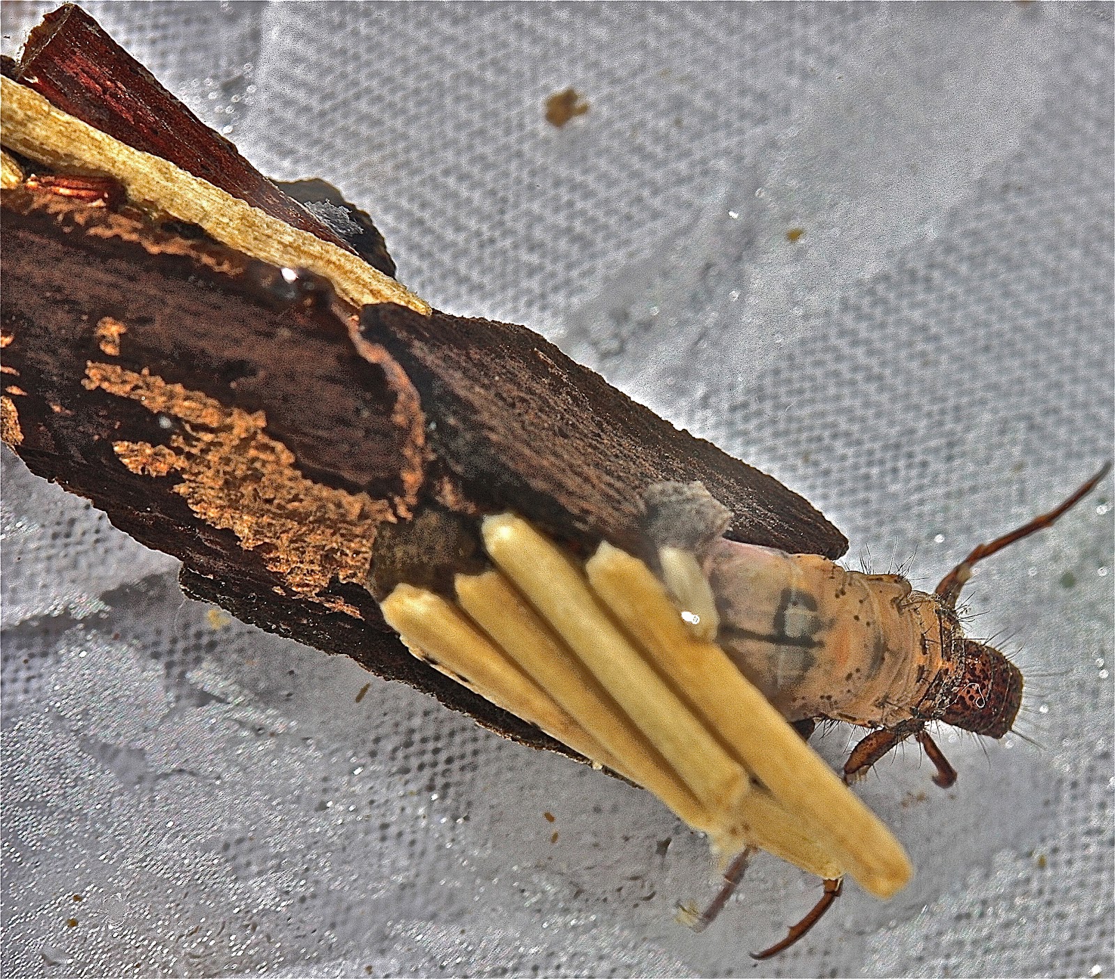 Aquatic Insects of Central Virginia: Pycnopsyche gentilis and ...