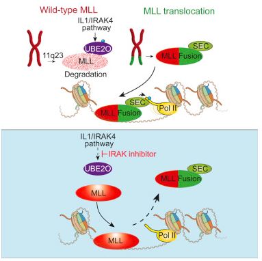 News in Proteomics Research: MLL-Rearrangements in Leukemia revealed by ...