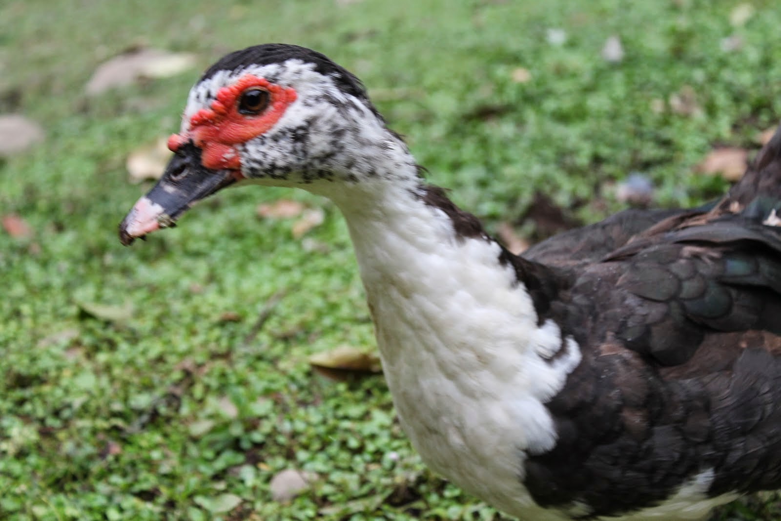 Budidaya Ternak Itik - Peluang Bali
