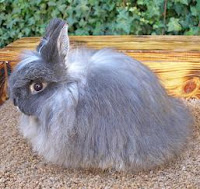 ! RABBIT IN THE WEB !: Rabbit Coat Color