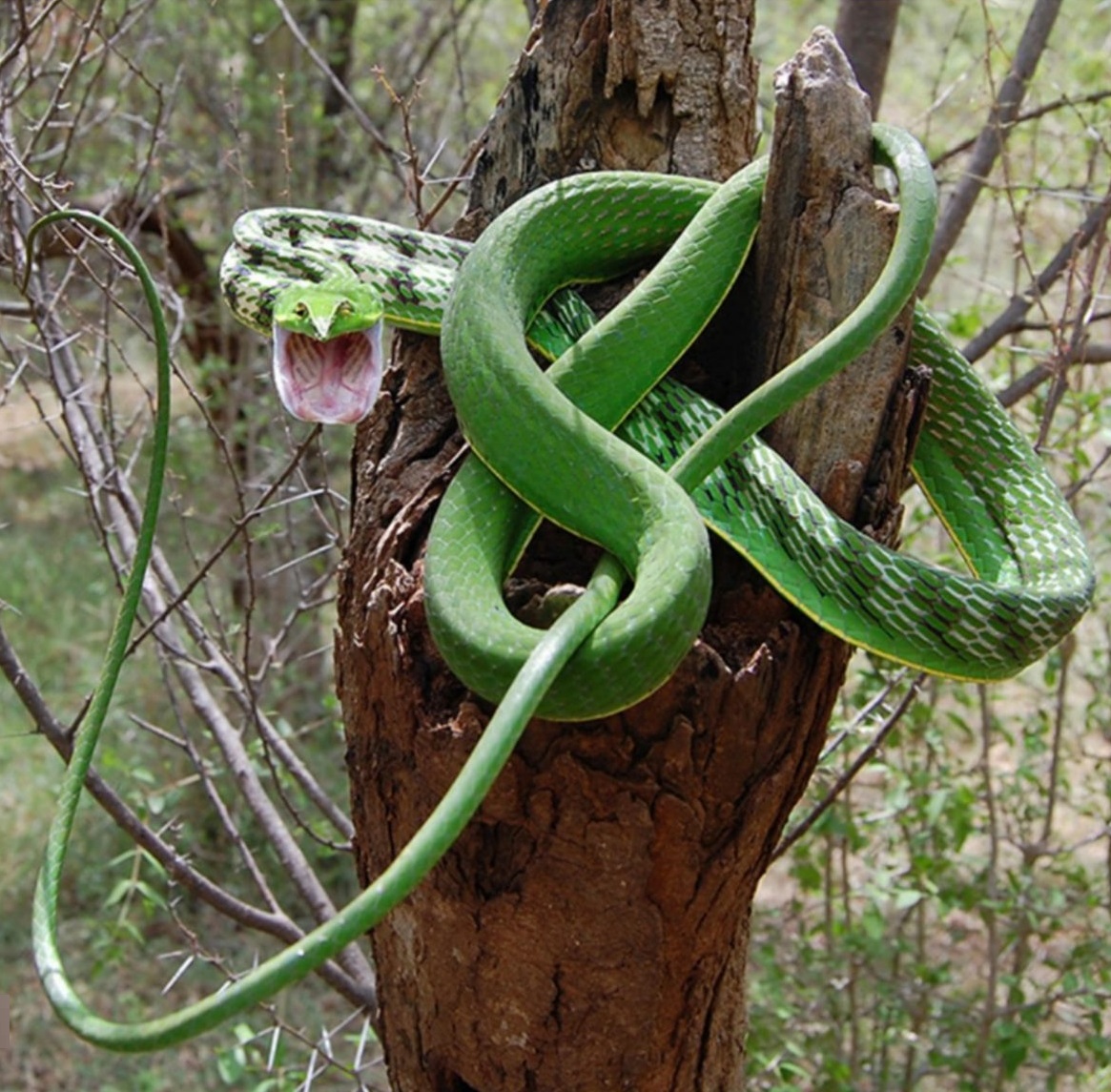 Species New to Science: [Herpetology • 2020] Disentangling Vines: A ...