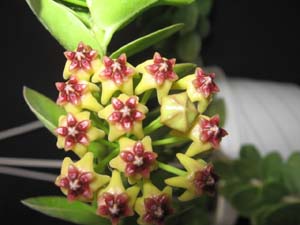 HOYA SPECIES ~ Cactus and suculents