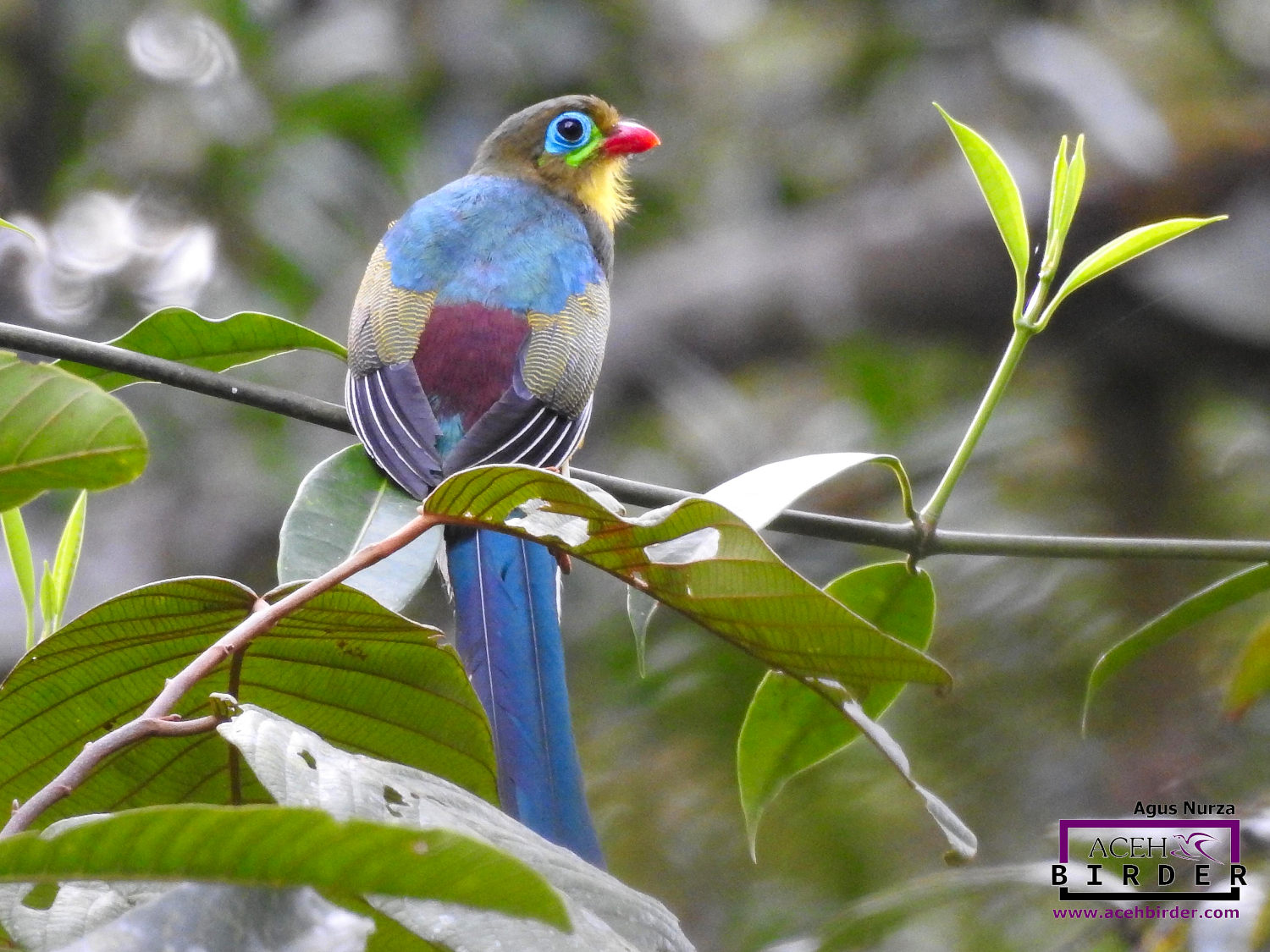Birding in Sumatra, Birding in Indonesia: THE HOLISTIC BIRDING IN SUMATRA