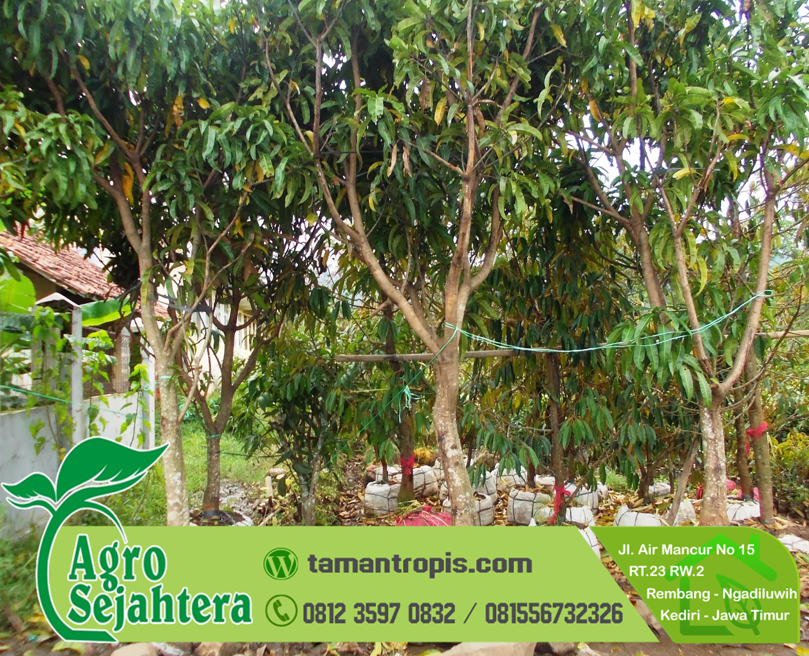 Bibit Mangga Budi Raja