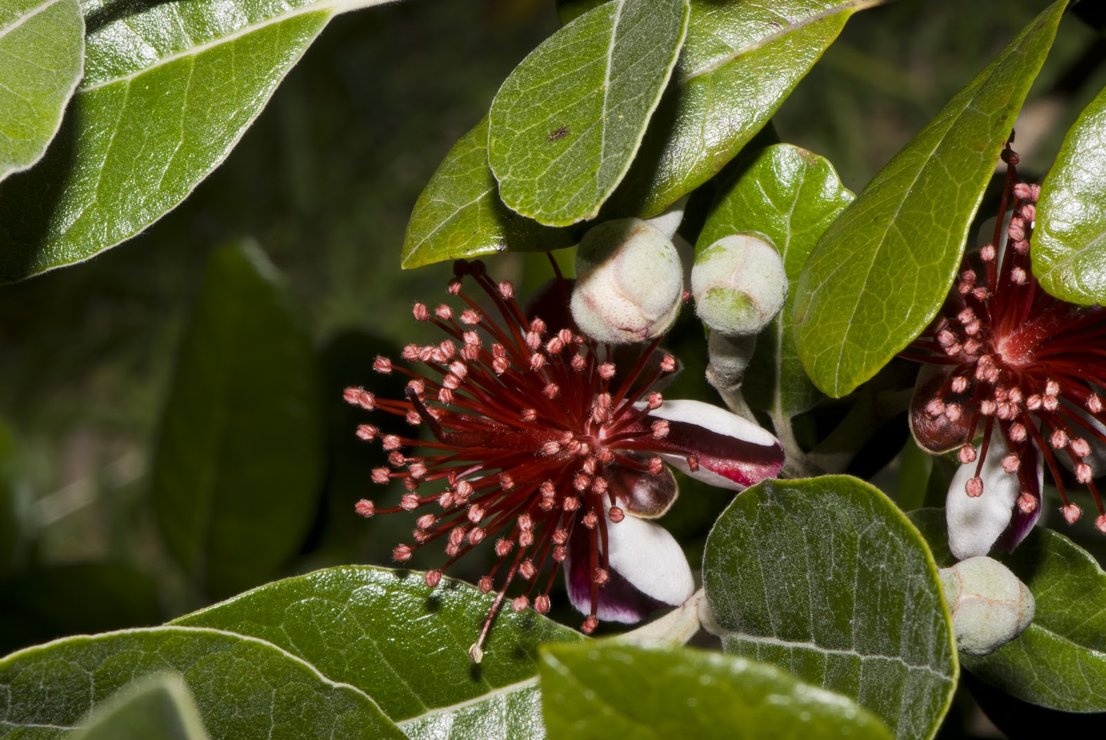 FOTOGRAFIAS DE LA FLORA AUTOCTONA DEL URUGUAY: GUAYABO DEL PAIS
