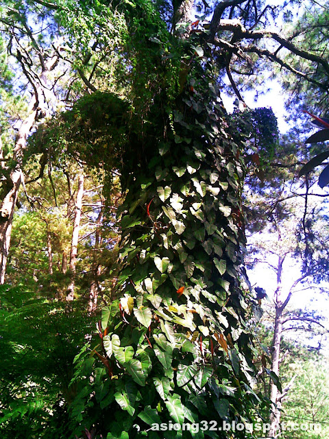 Historical Core, Camp John Hay